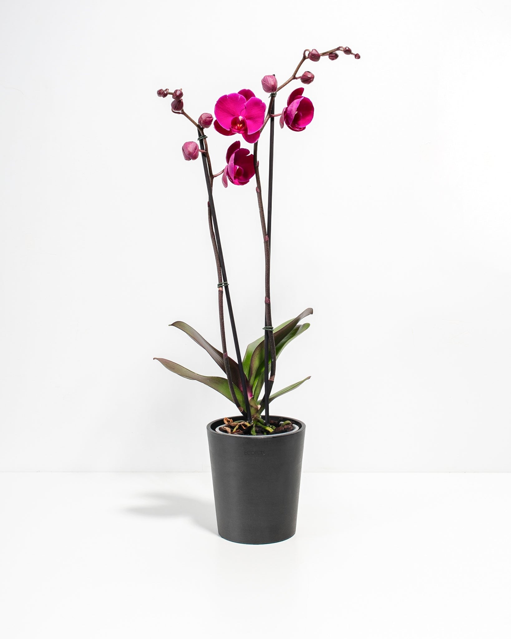 Purple Orchid for Sale | Orchids Delivery | Lively Root
