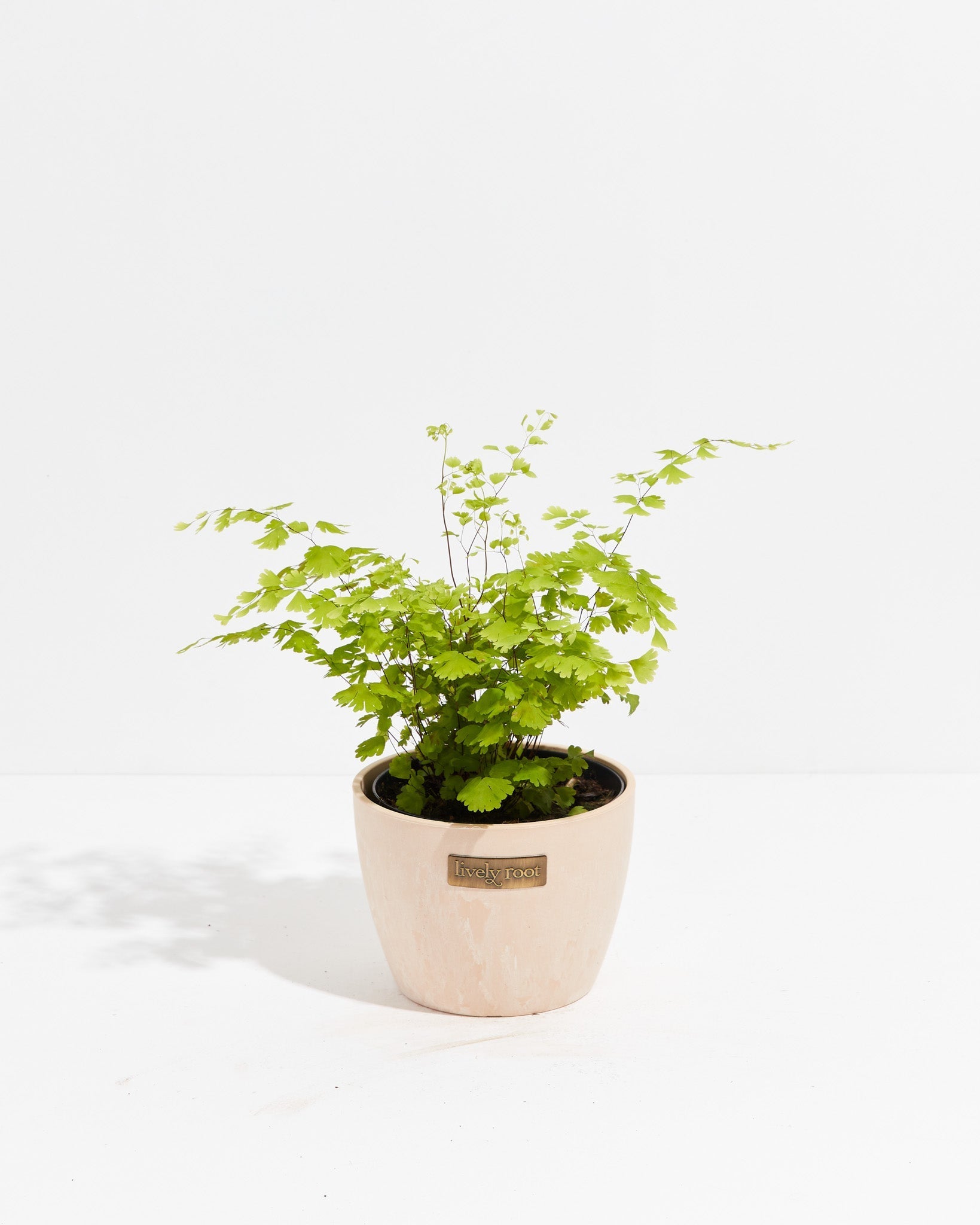 Maidenhair Fern | Indoor Ferns For Sale | Lively Root