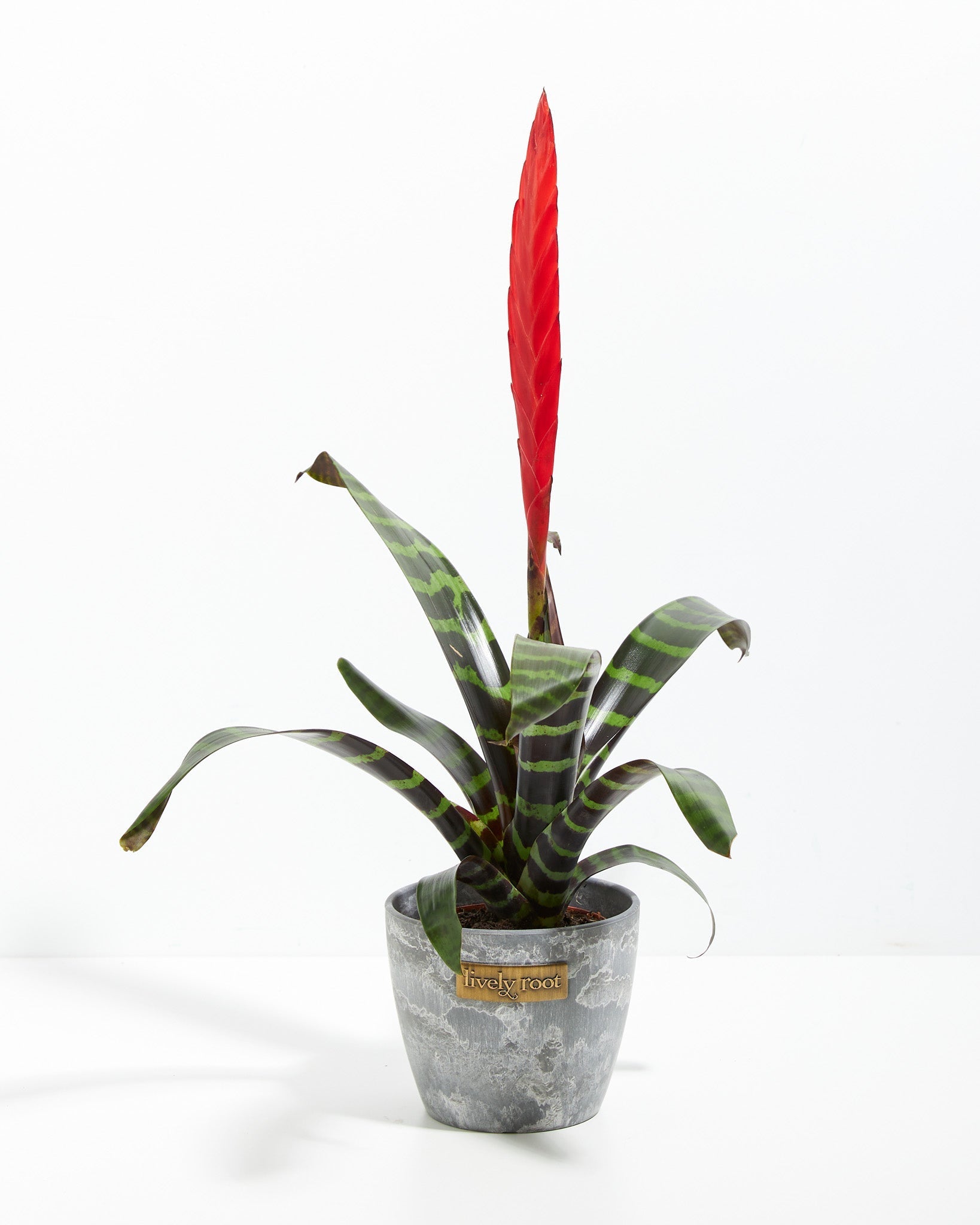 Bromeliad Vriesea For Sale, Care Guide & Growing Tips