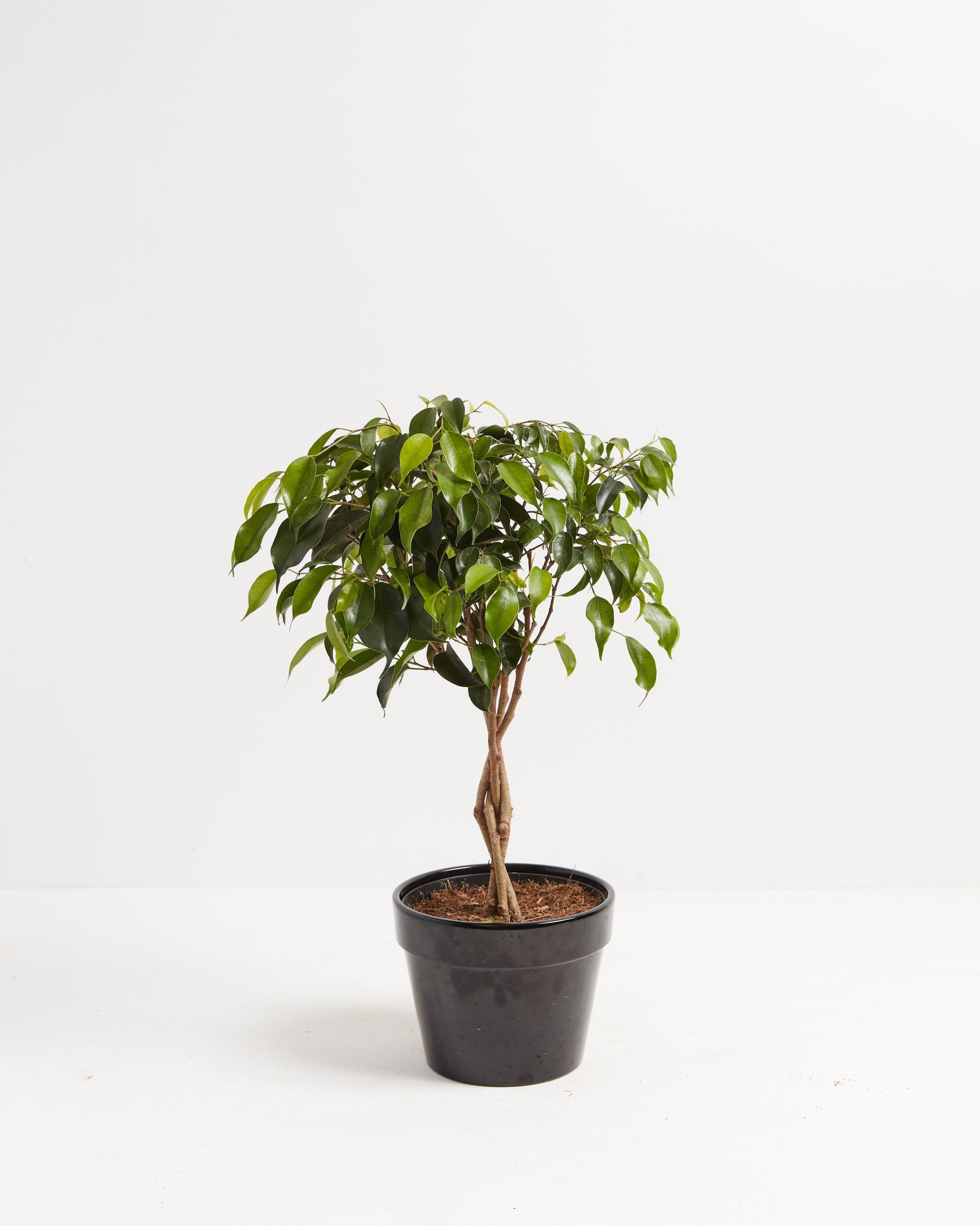 Ficus Benjamina Midnight Braid | Indoor Plants | Lively Root