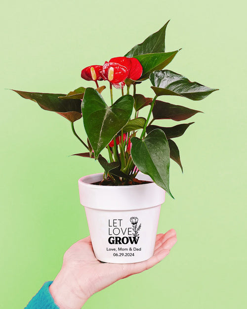 Buy Plants Online | Order Live Plants for Sale | Lively Root