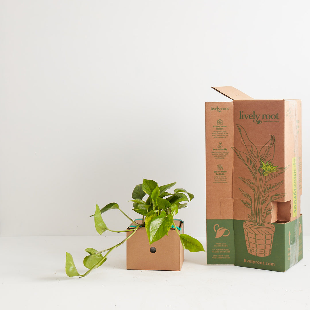 Sustainable Packaging | Lively Root