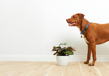 Pet Friendly House Indoor Plants For Cats & Dogs | Lively Root