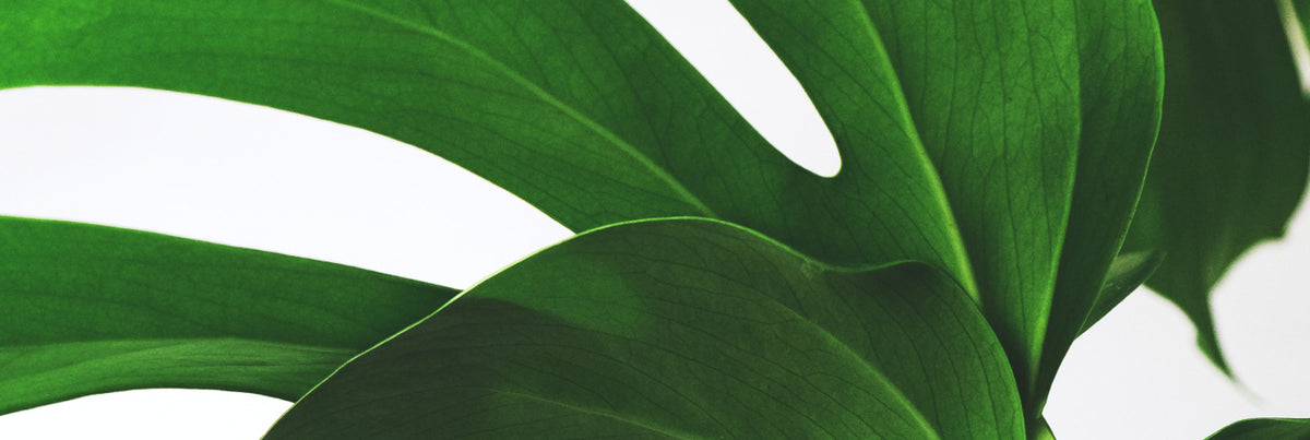 Sustainable Packaging | Lively Root