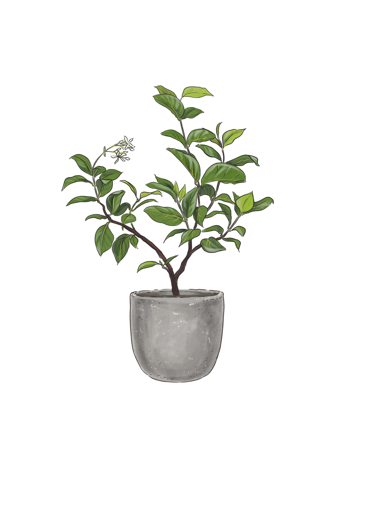 Star Jasmine Care Guide | Lively Root