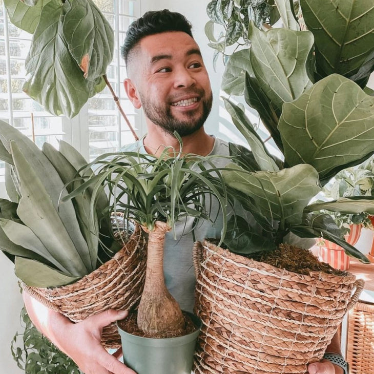 Lively Root Ambassador