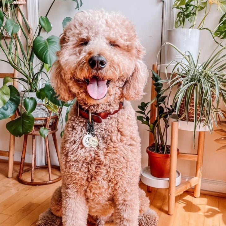 Lively Root Ambassador