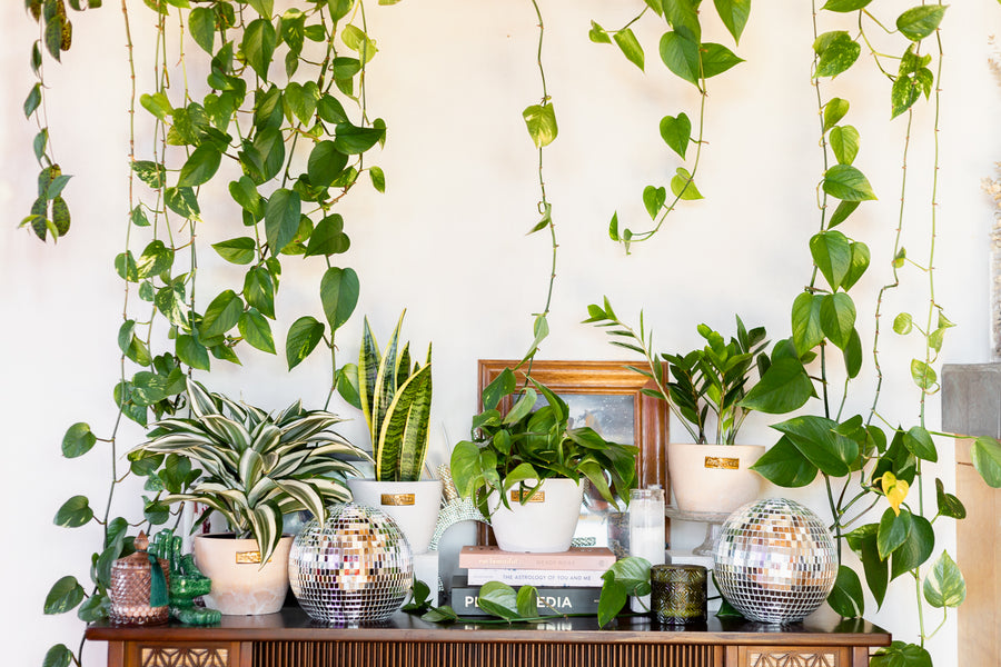 Your Indoor Jungle Delivered | Lively Root