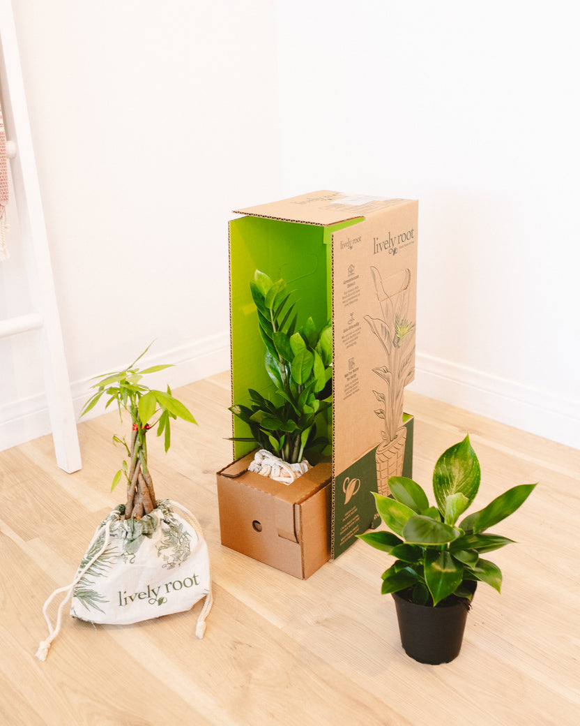Best Indoor Plants | House Plants & Indoor Trees | Lively Root
