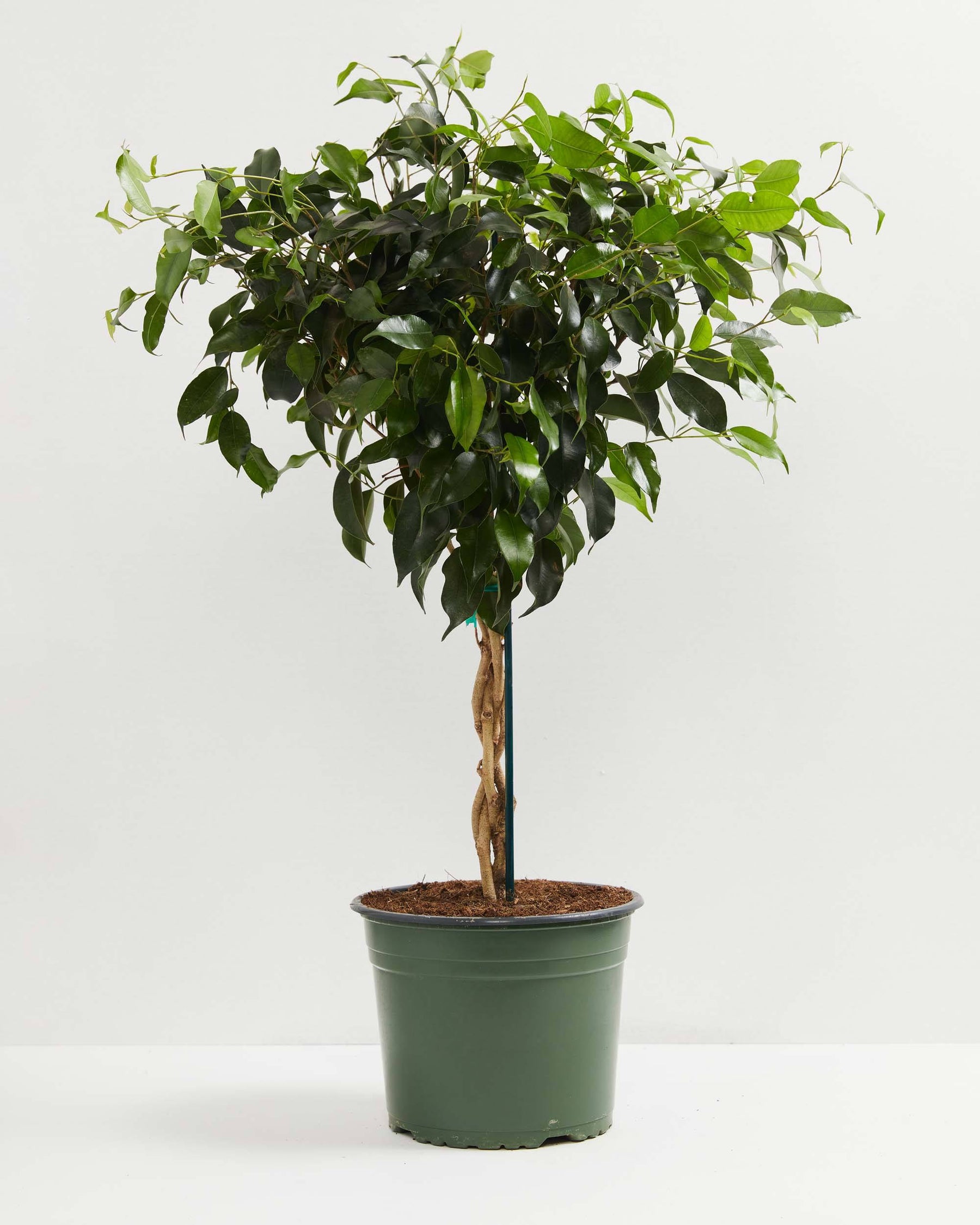 Ficus Benjamina Midnight Braid | Indoor Plants | Lively Root