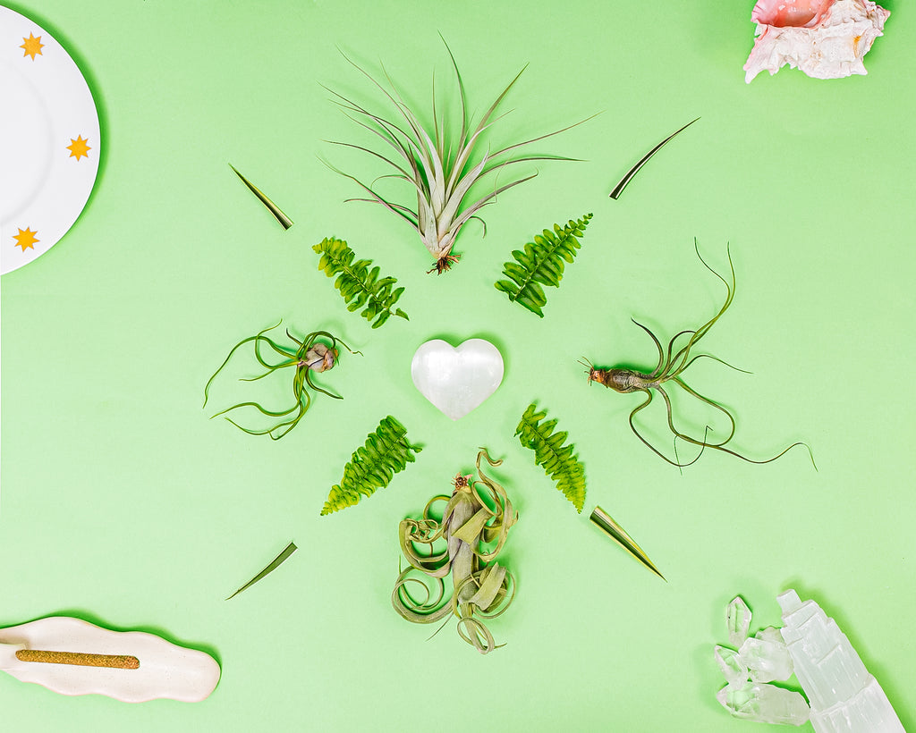 Air Plant Grab Bag | Air Plants | Lively Root
