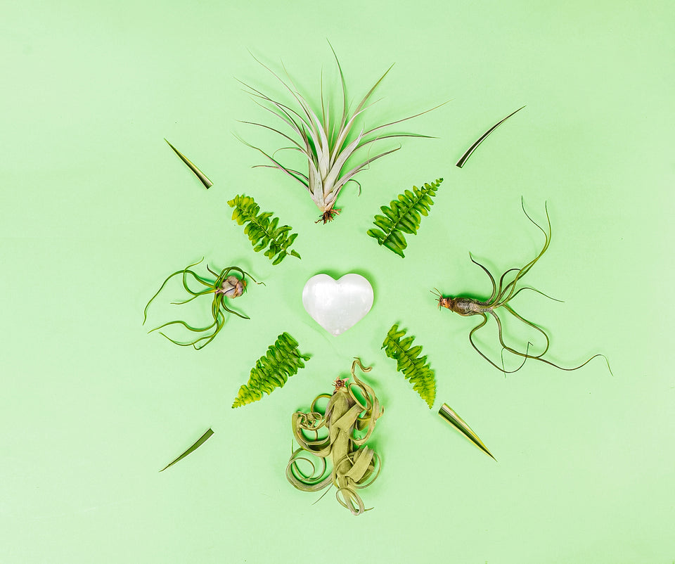 Air Plant Grab Bag | Air Plants | Lively Root