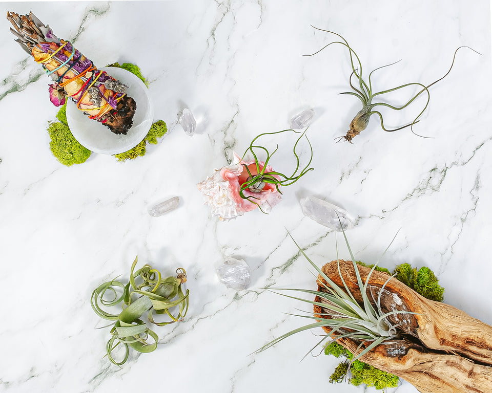 Air Plant Grab Bag | Air Plants | Lively Root