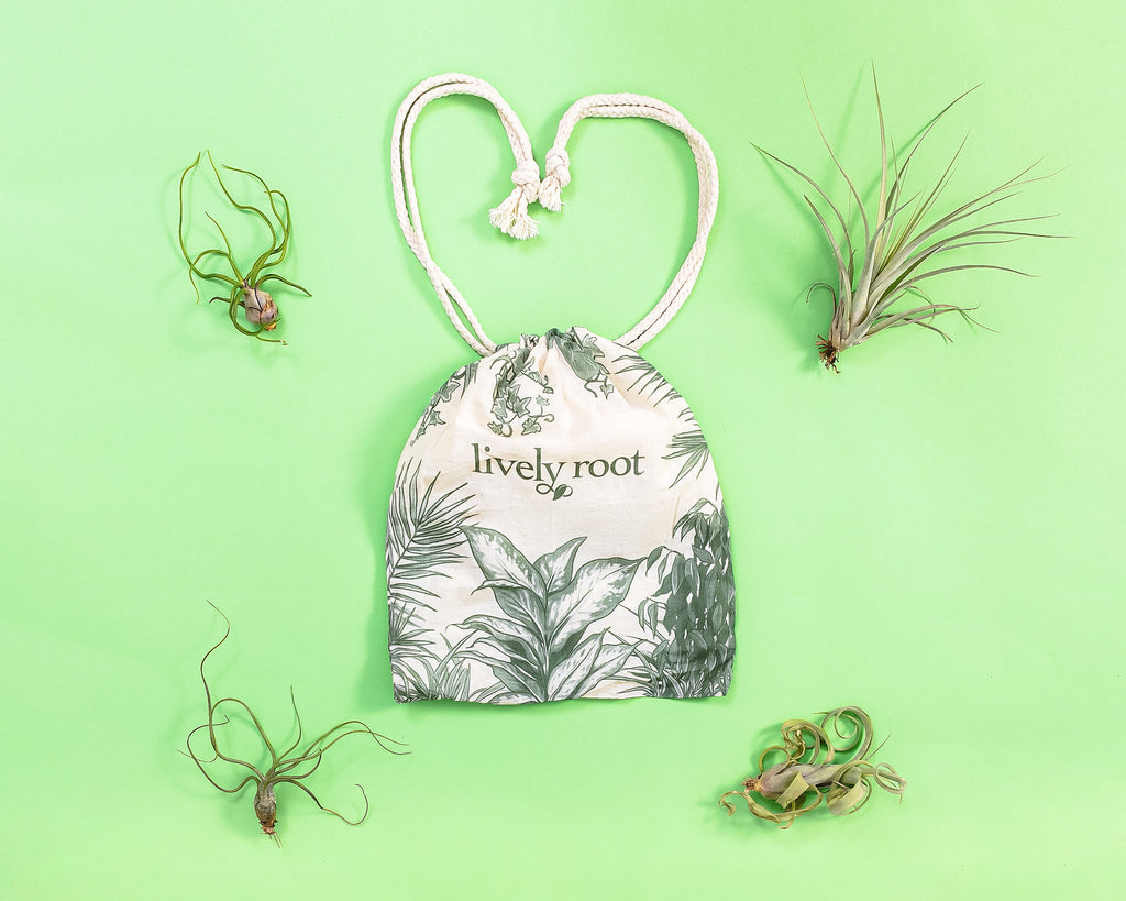 Air Plant Grab Bag | Air Plants | Lively Root