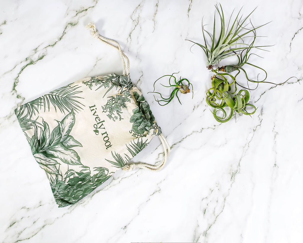 Air Plant Grab Bag | Air Plants | Lively Root