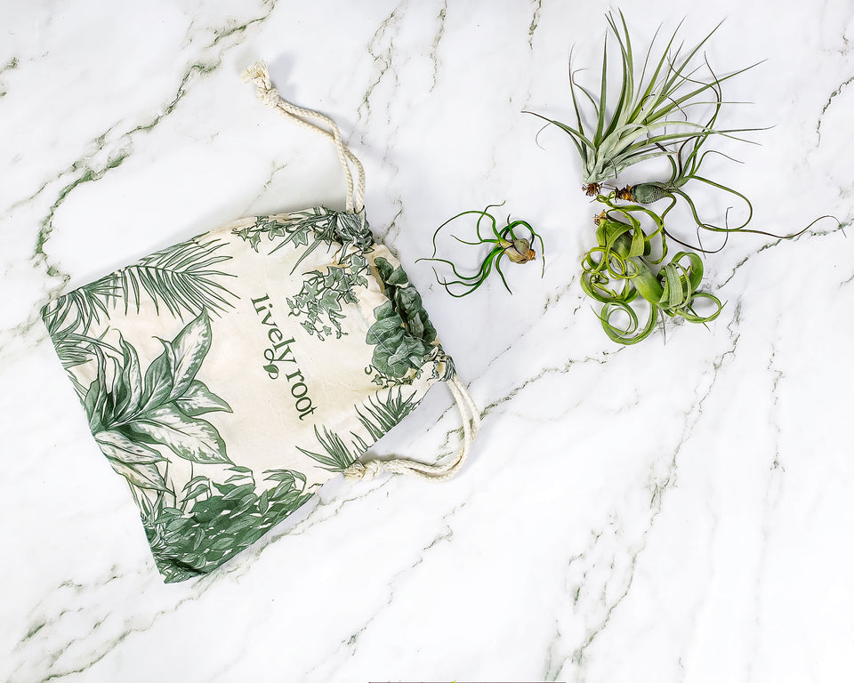 Air Plant Grab Bag | Air Plants | Lively Root