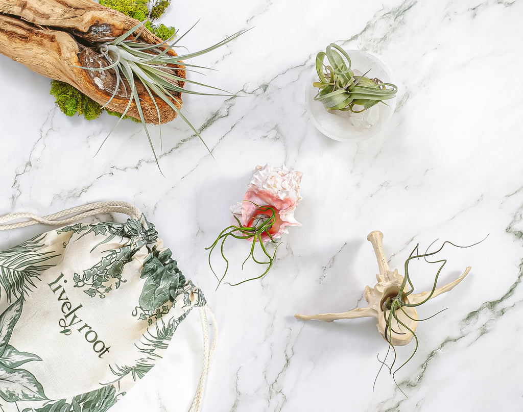 Air Plant Grab Bag | Air Plants | Lively Root