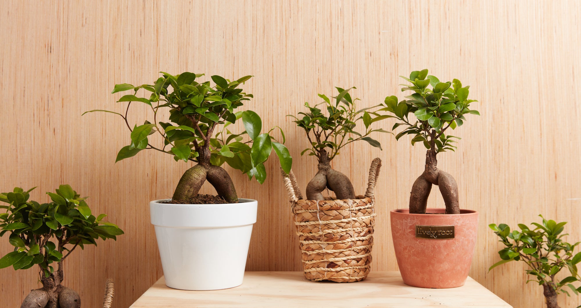 Ficus Ginseng