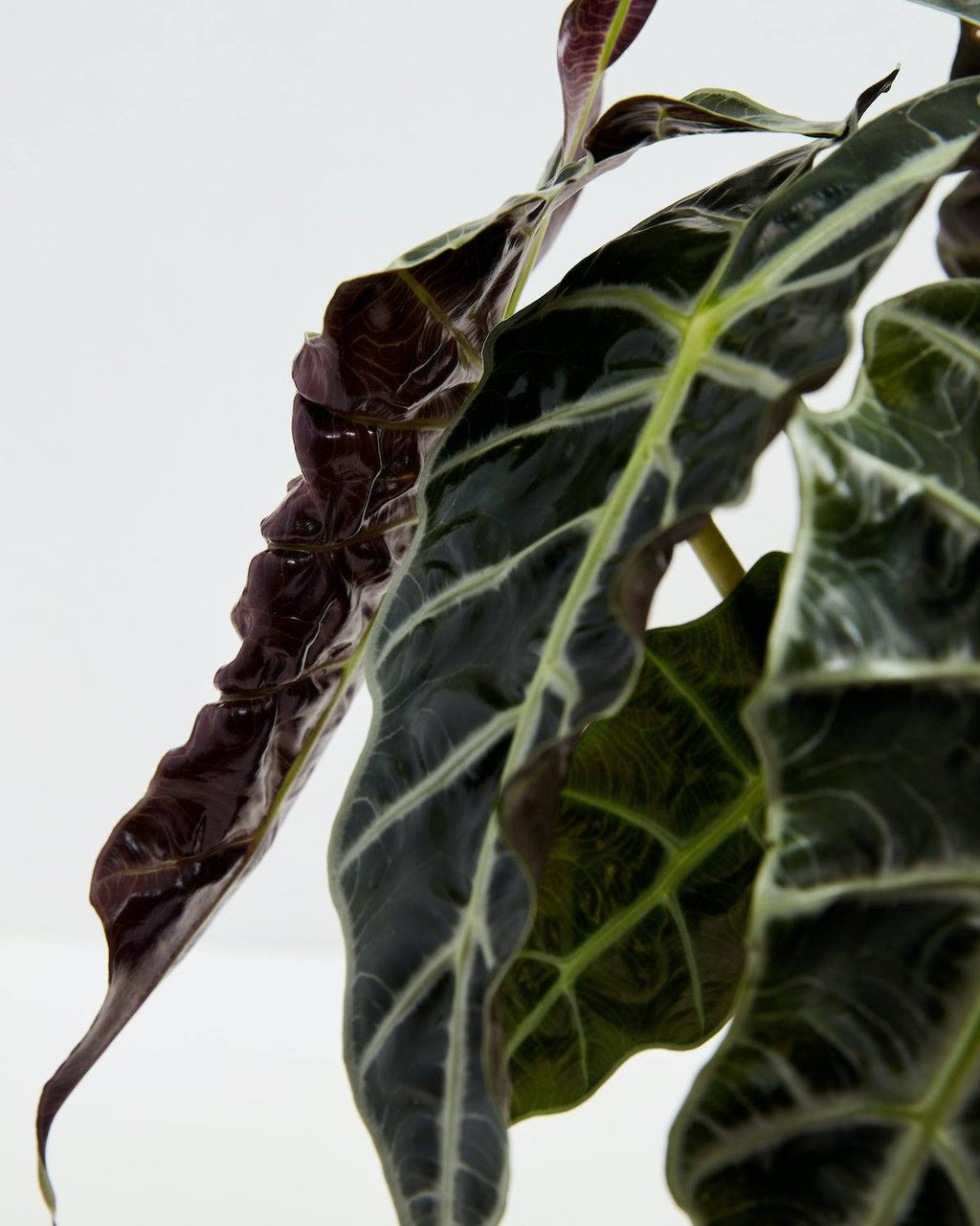 Alocasia Polly For Sale Including Care Guide & Growing Tips