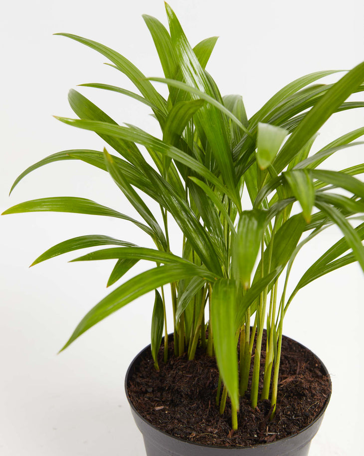 Areca Palm Tree for Sale | Lively Root