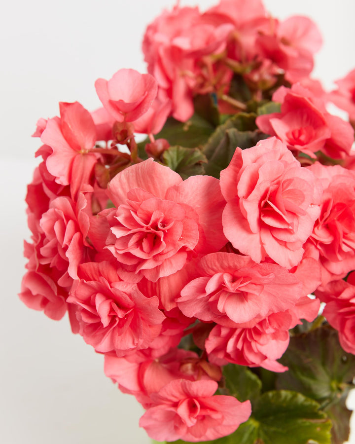 Blooming Superba Double Begonia | Flowering Plants | Lively Root