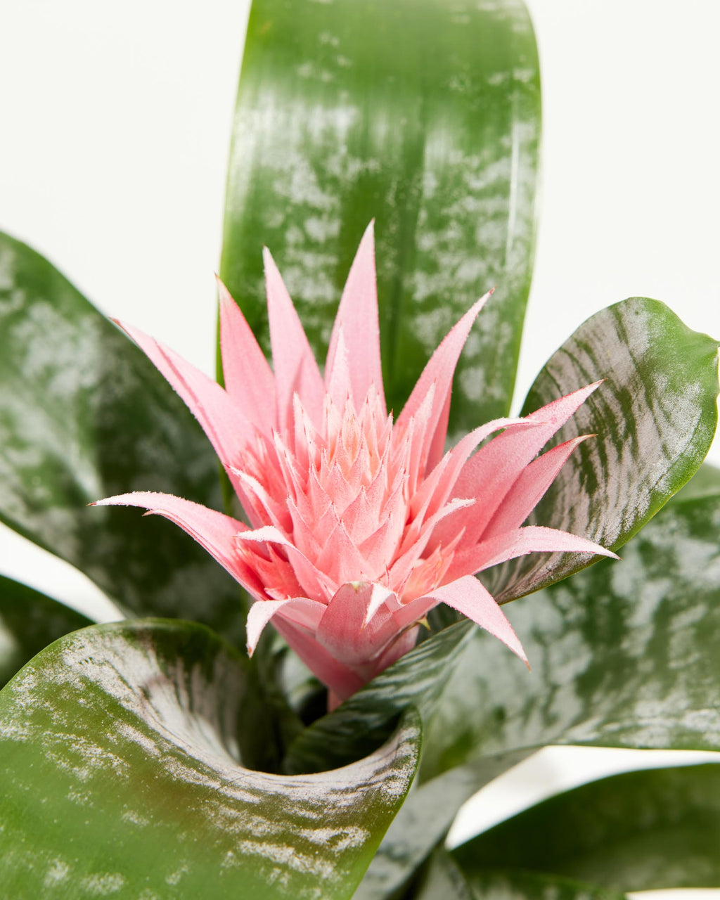 Aechmea Fasciata | Pink Bromeliad | Lively Root