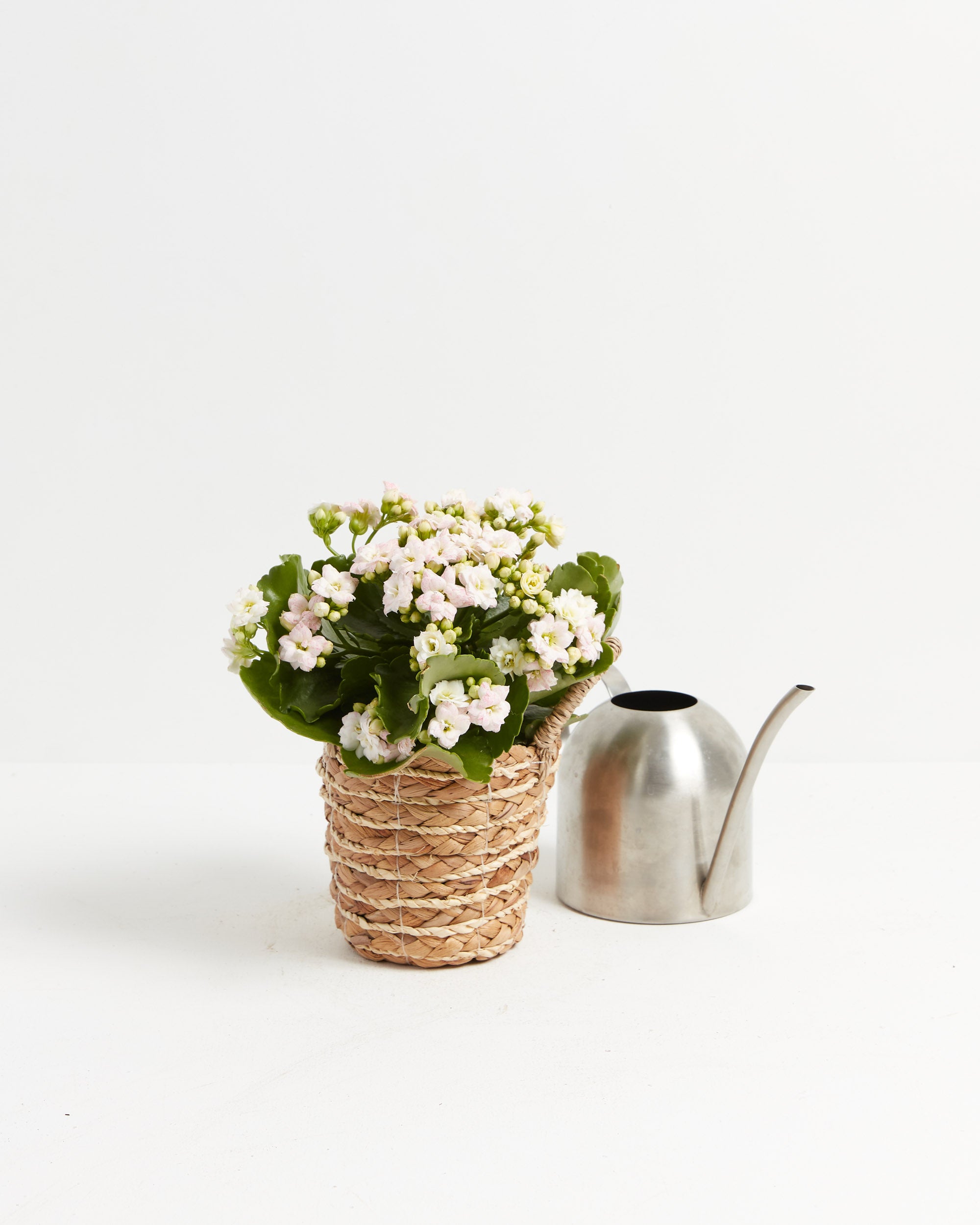 Calandiva Plant For Sale, Including Care Guide | Lively Root