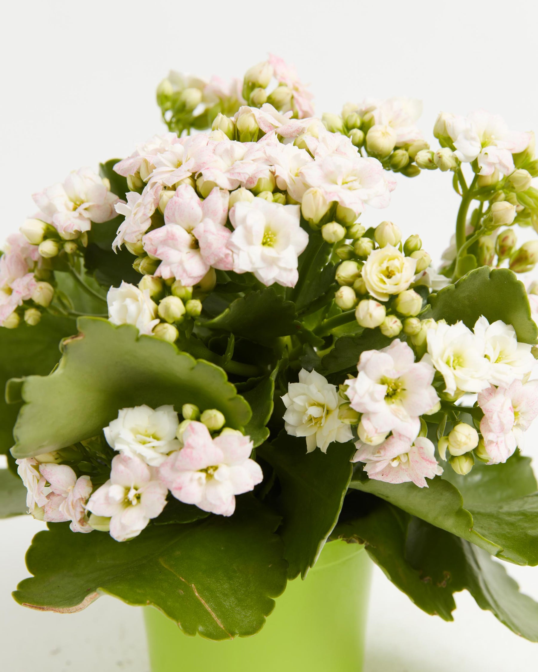Calandiva Plant For Sale, Including Care Guide | Lively Root