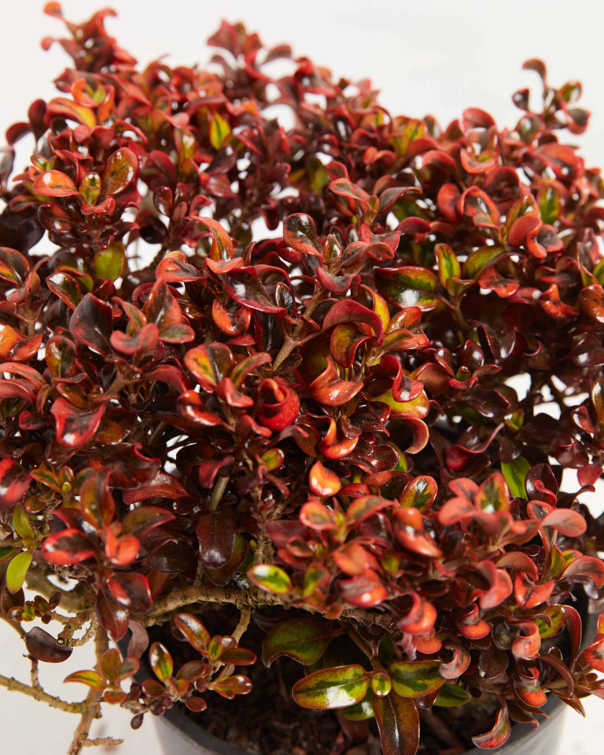 Tequila Sunrise Plant