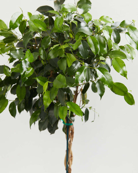 Indoor Ficus Tree Leaf