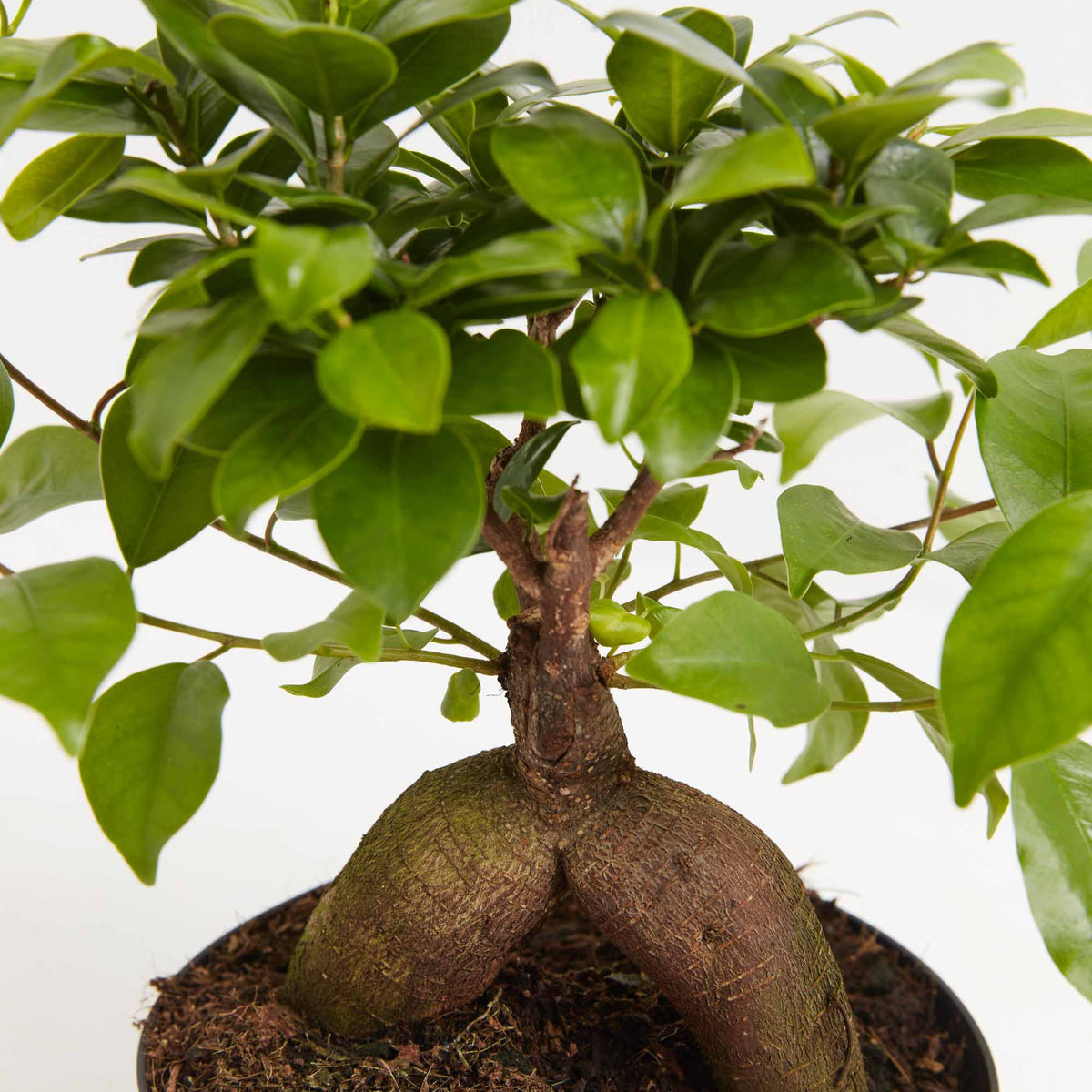 Ficus Ginseng Bonsai Tree: Add Zen to Your Home or Office