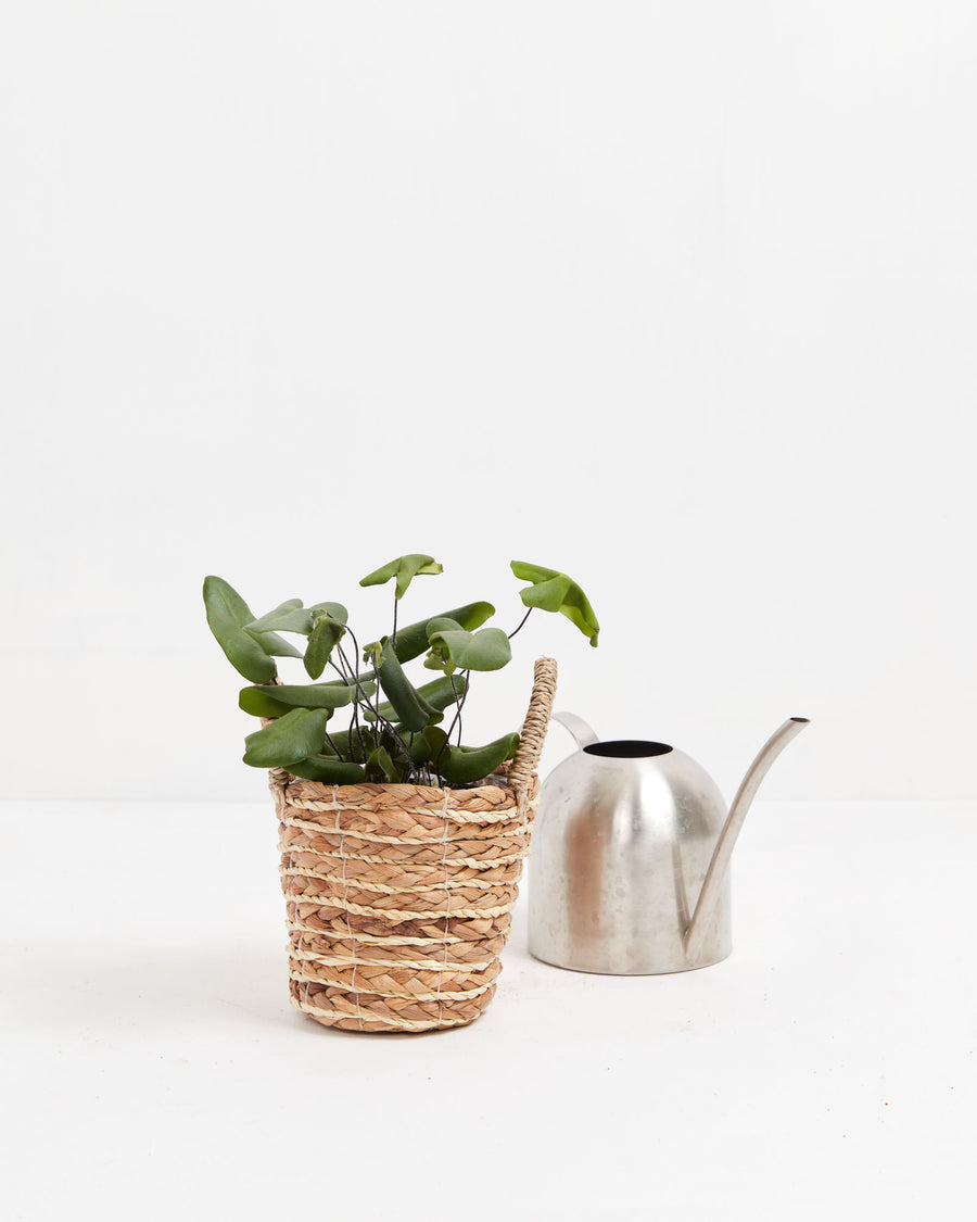 Heart Fern for Sale, Including Care Guide & Growing Tips