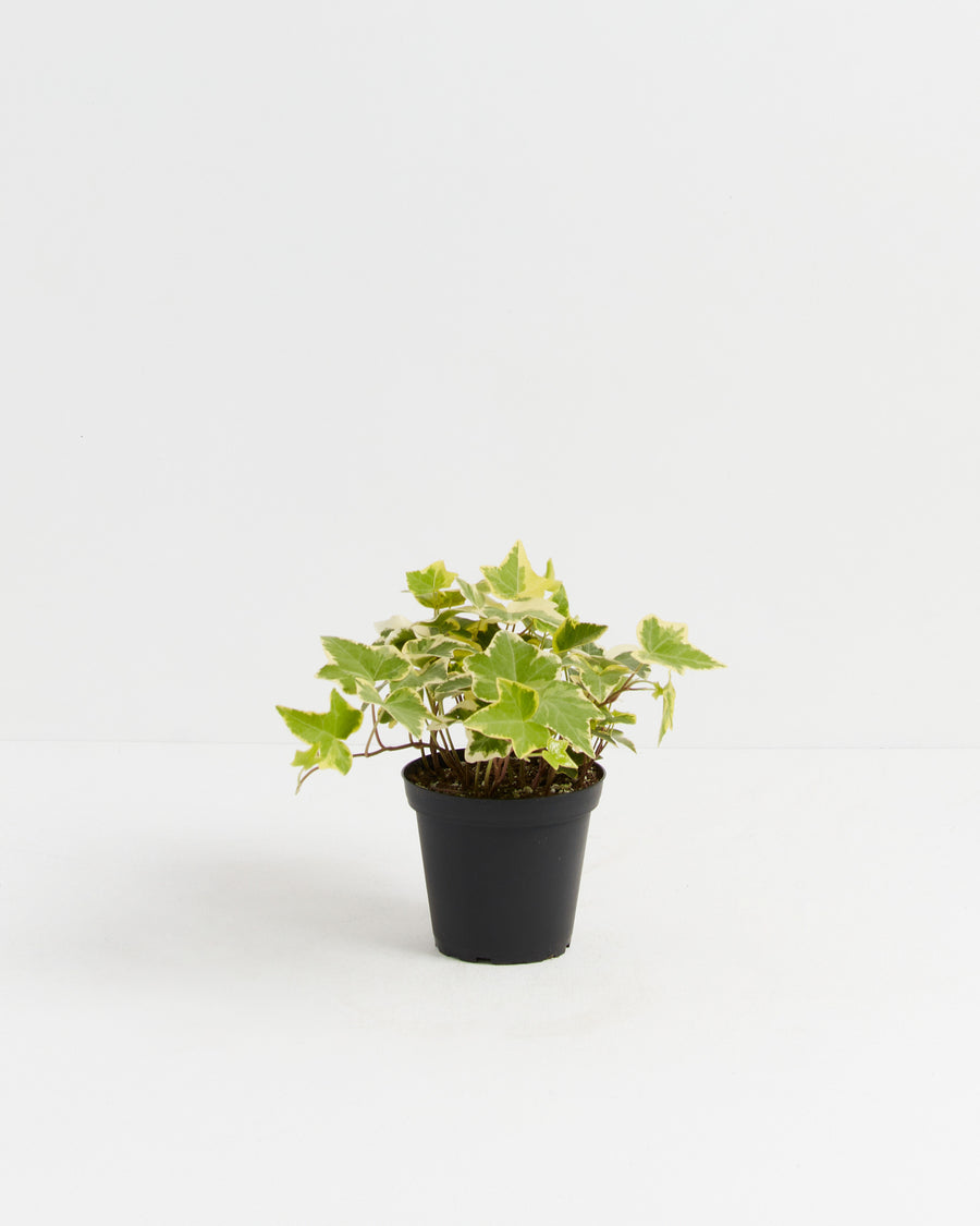 English Ivy Gold Child | Hanging & Climber Plants | Lively Root