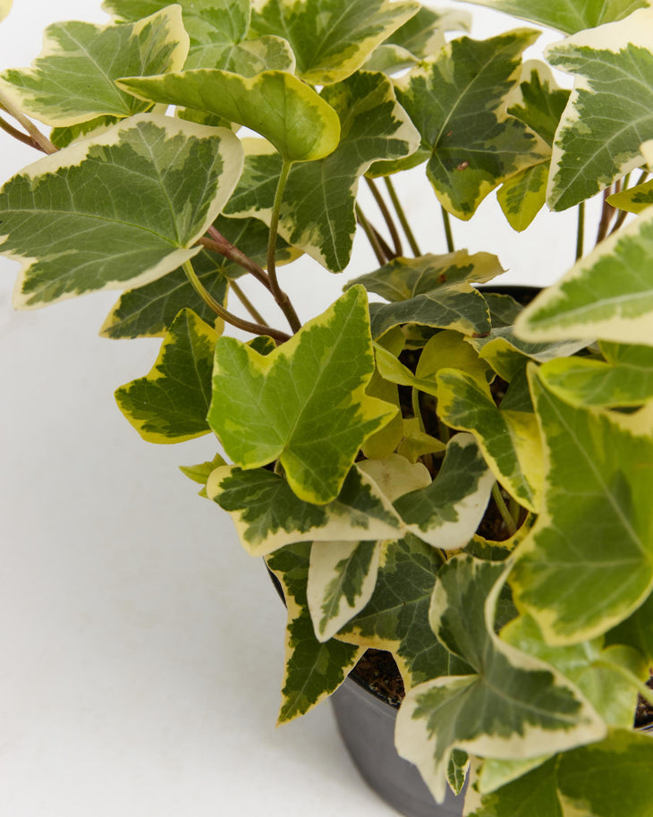 English Ivy Gold Child | Hanging & Climber Plants | Lively Root