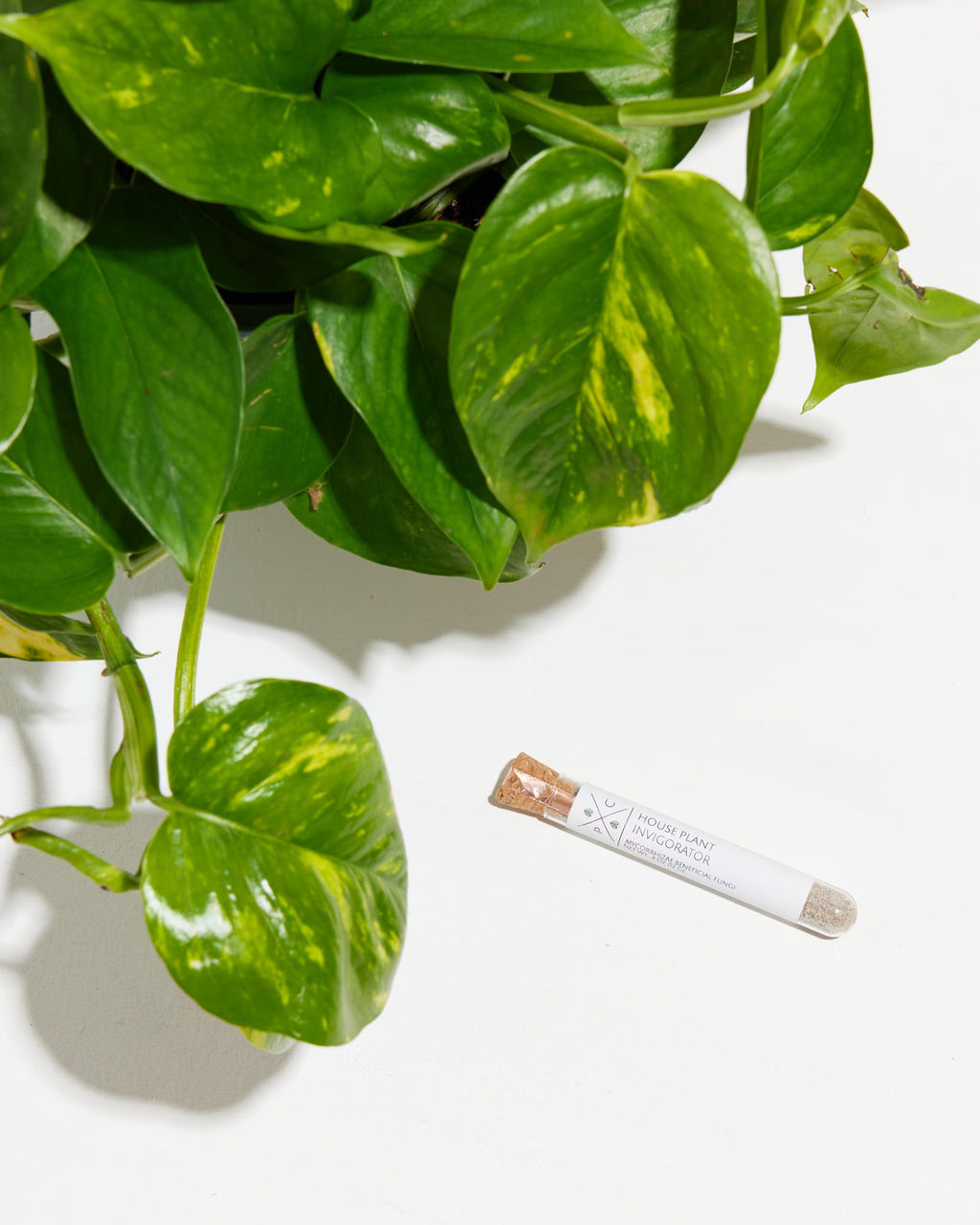 House Plant Invigorator | Plant Nutrients | Lively Root