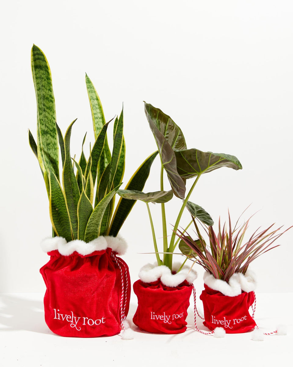 Dirt Bag | Lively Root