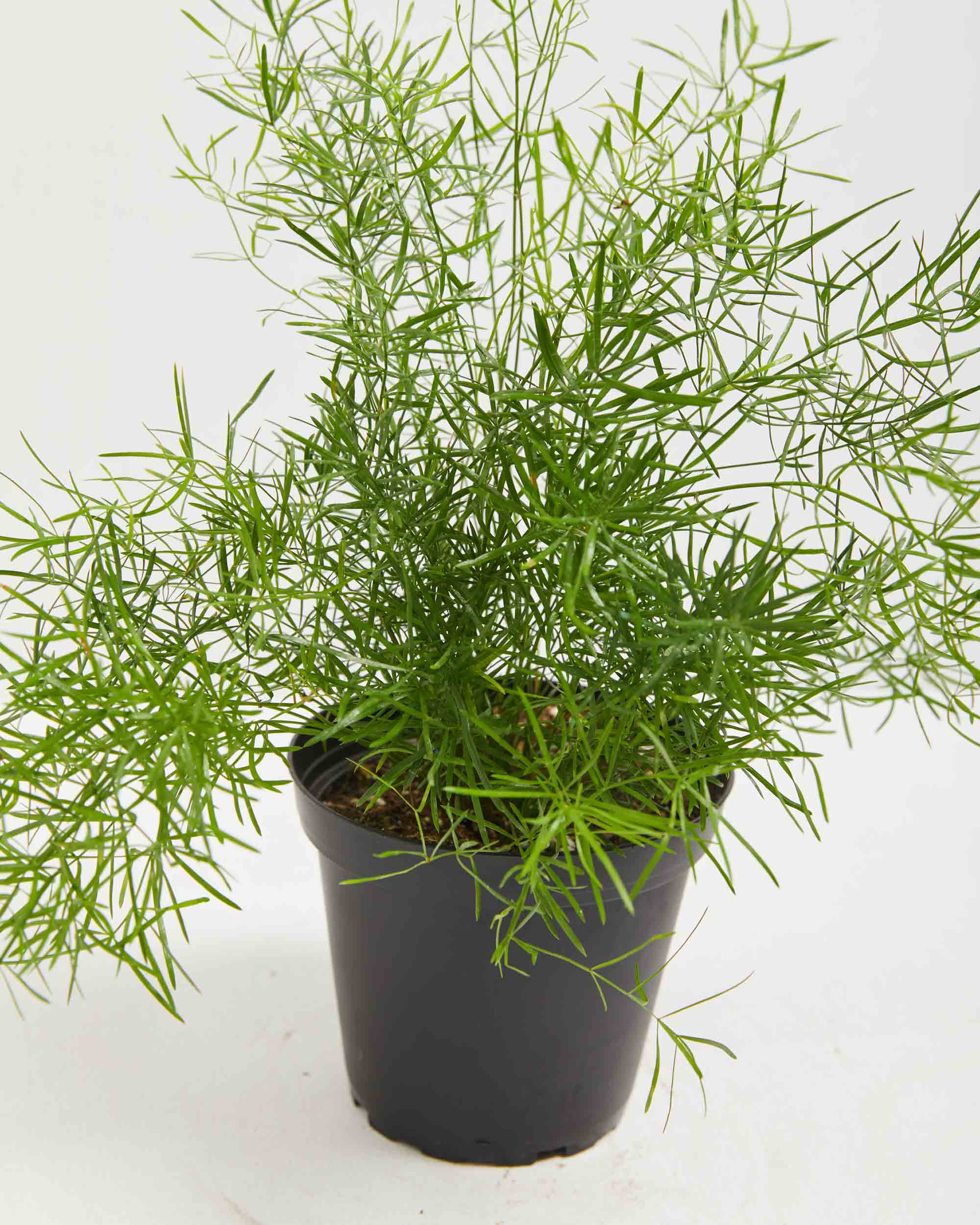 Fern Asparagus Sprengerii | Indoor Plants | Lively Root