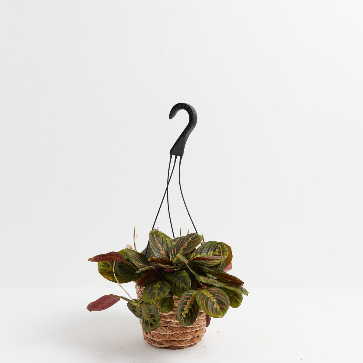 Maranta Red Prayer Plant For Sale, Care Guide & Growing Tips