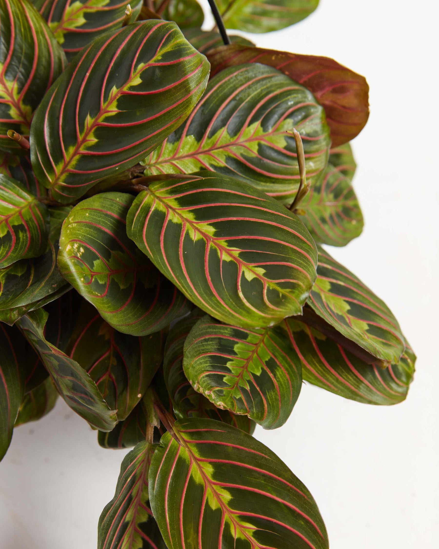 Red Maranta | Prayer Plants | Lively Root