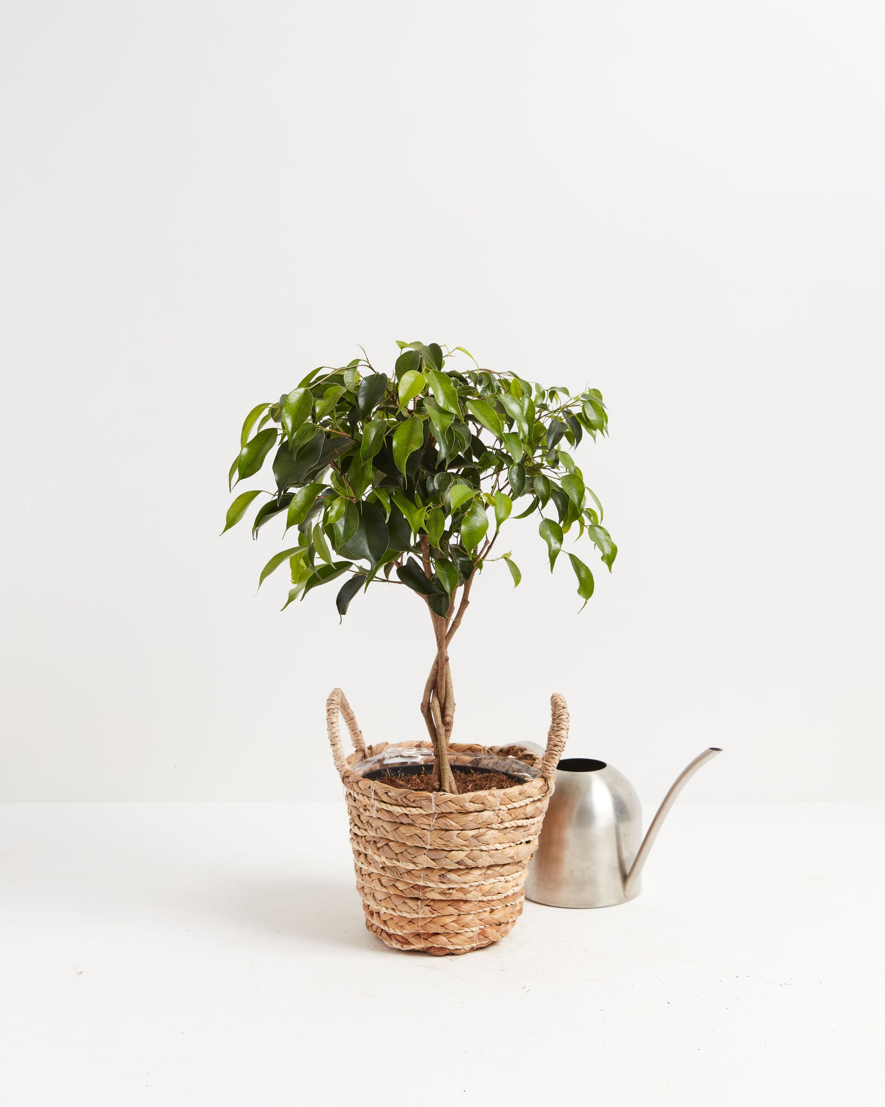 Ficus Benjamina Midnight Braid | Indoor Plants | Lively Root