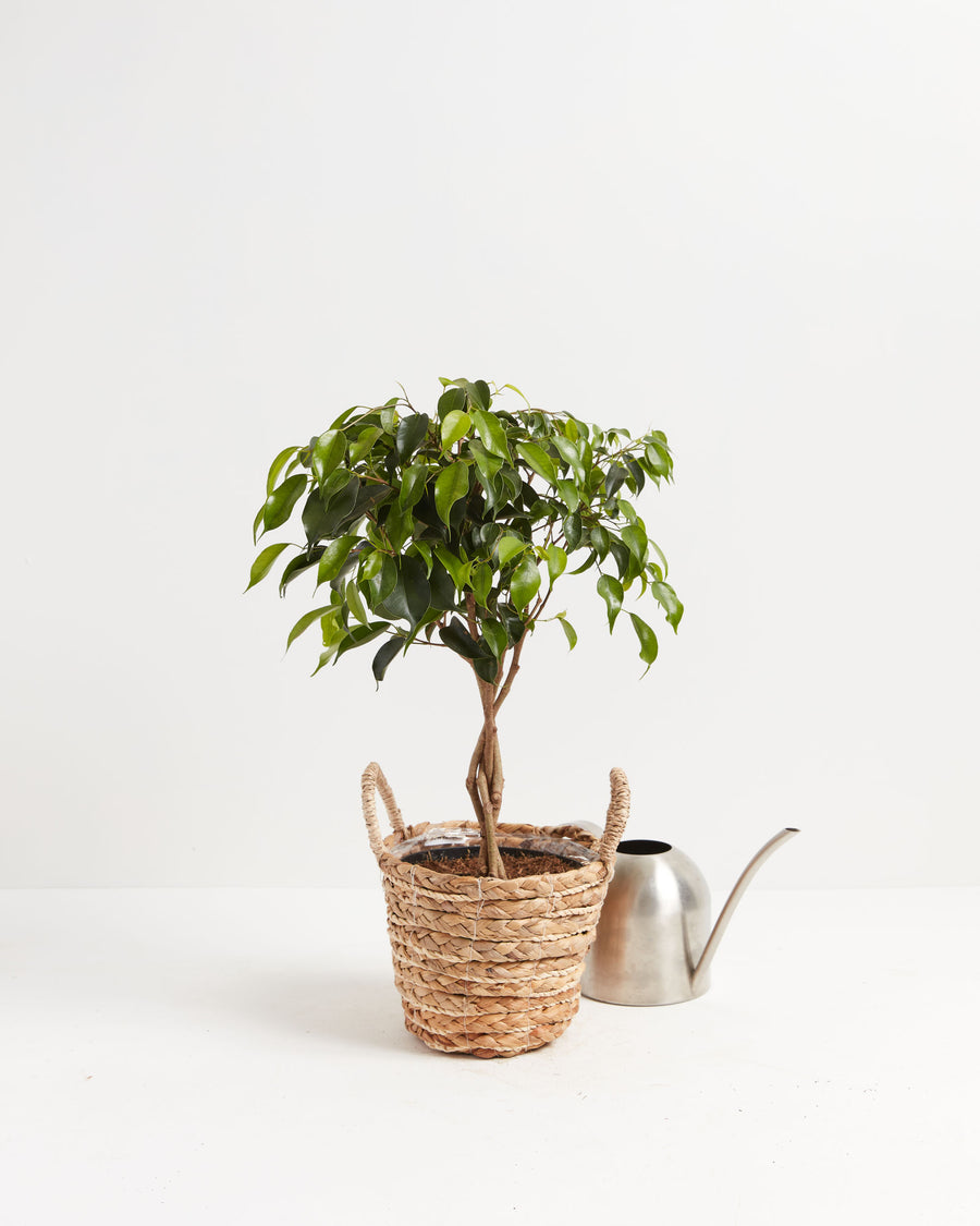 Ficus Benjamina Midnight Braid | Indoor Plants | Lively Root