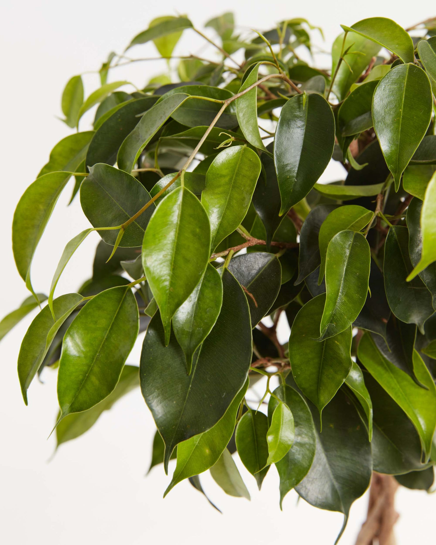 Ficus Benjamina Midnight Braid | Indoor Plants | Lively Root