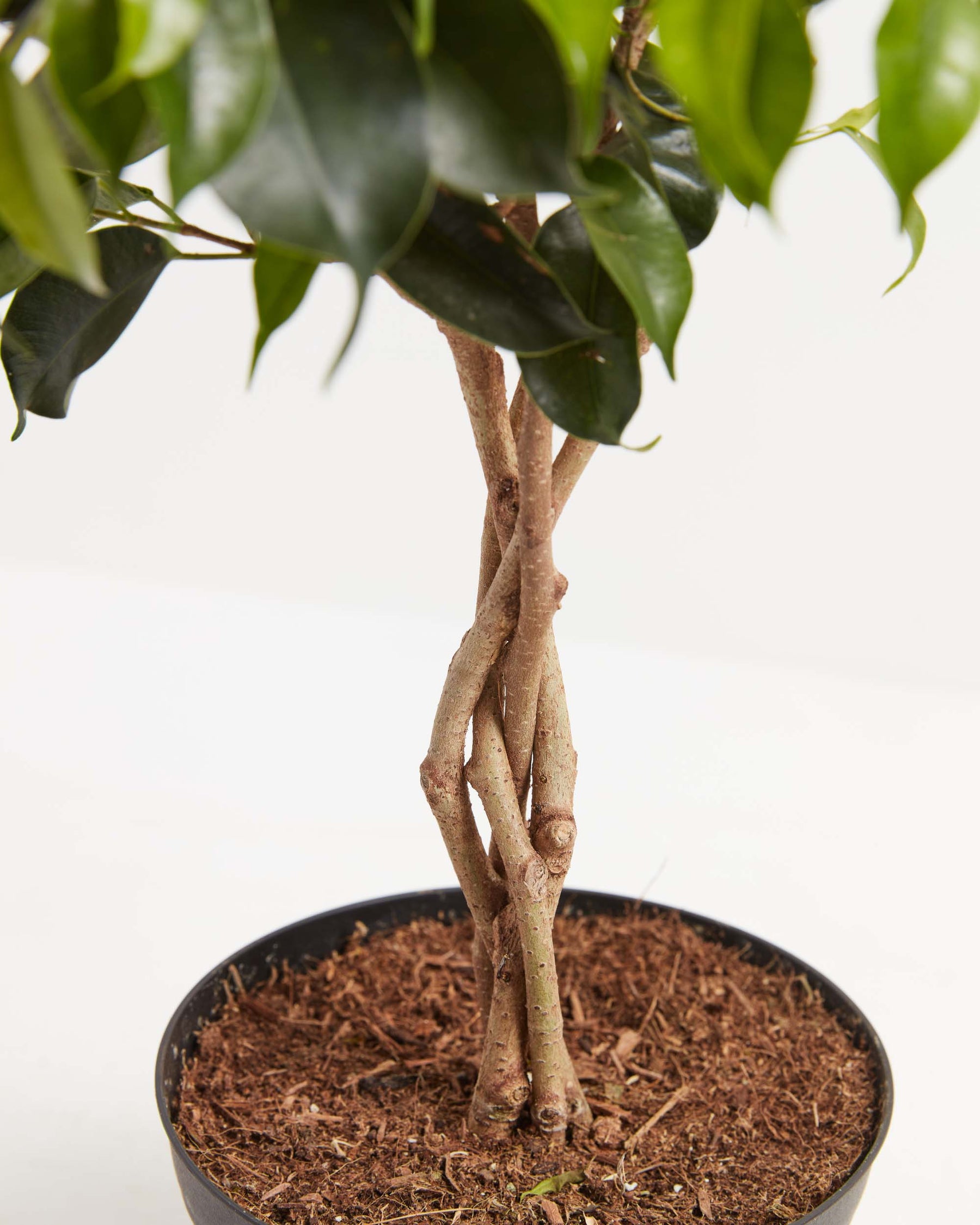 Ficus Benjamina Midnight Braid | Indoor Plants | Lively Root