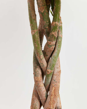 Money Tree For Sale: Small, Large & Extra Large Options