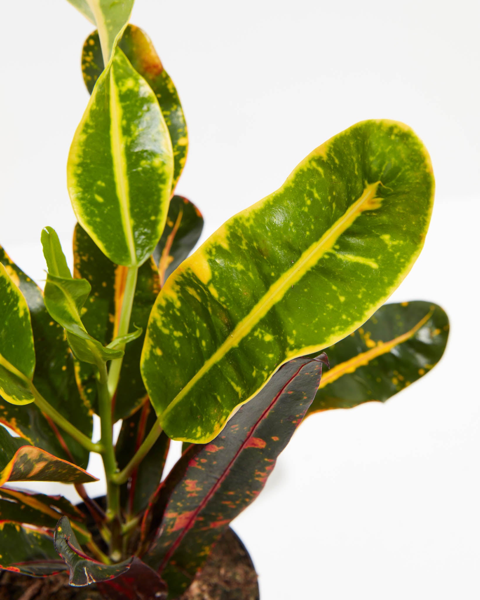Shop Croton Mammy (Codiaeum Variegatum): Easy-Care & Stylish