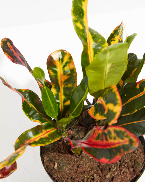 Shop Croton Mammy (Codiaeum Variegatum): Easy-Care & Stylish