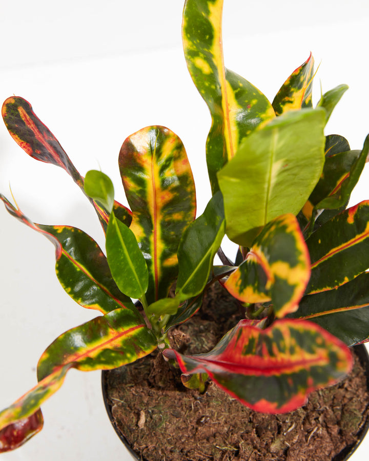 Shop Croton Mammy (Codiaeum Variegatum): Easy-Care & Stylish