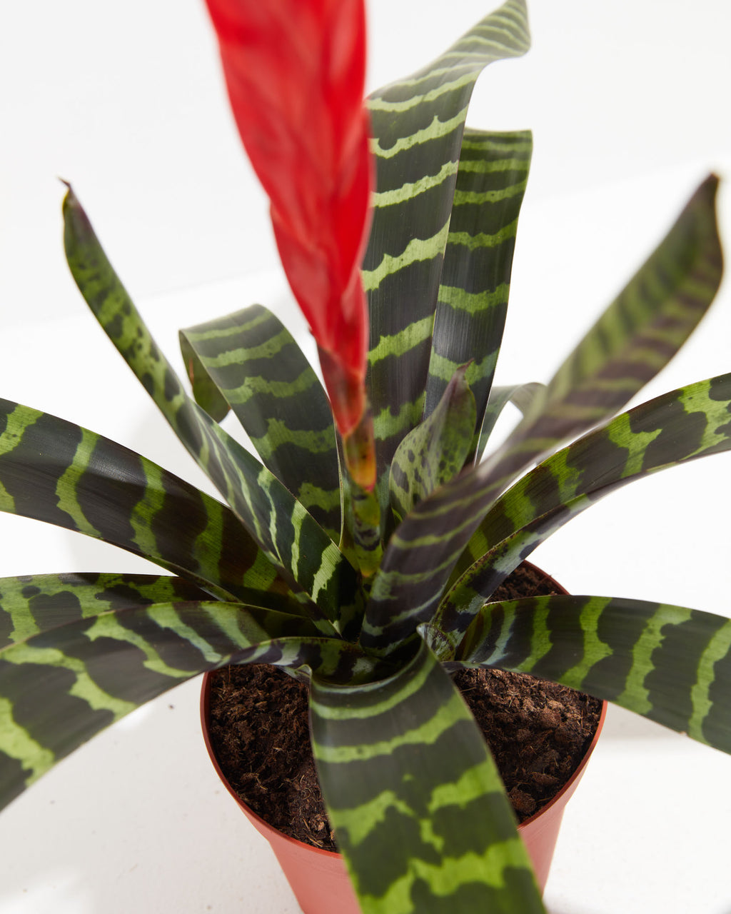 Bromeliad Vriesea For Sale, Care Guide & Growing Tips