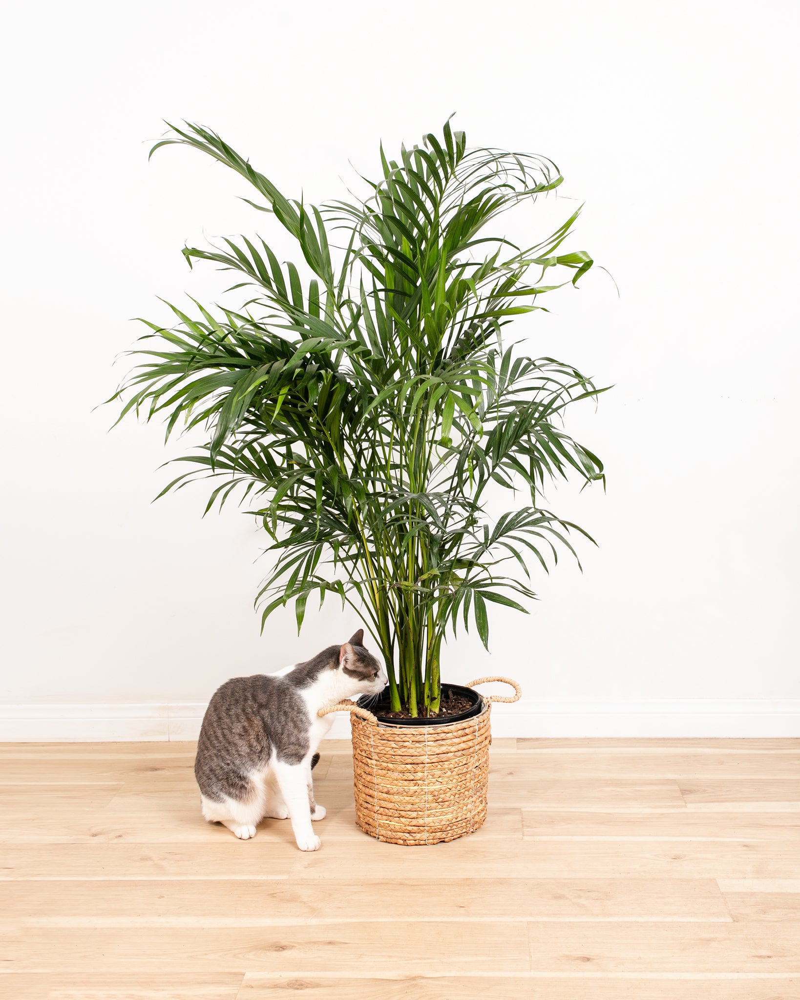 Areca Palm Plant