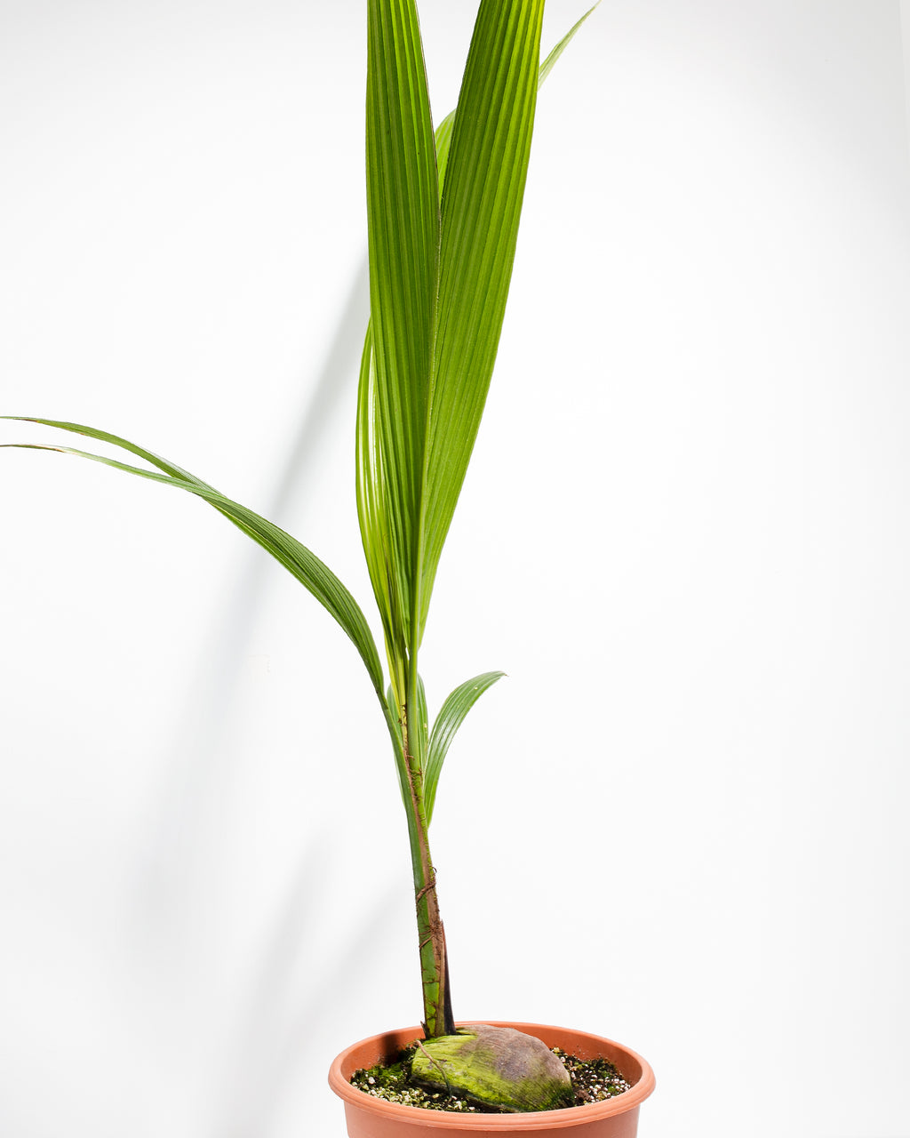 Coconut Palm Tree For Sale Including Care Guide